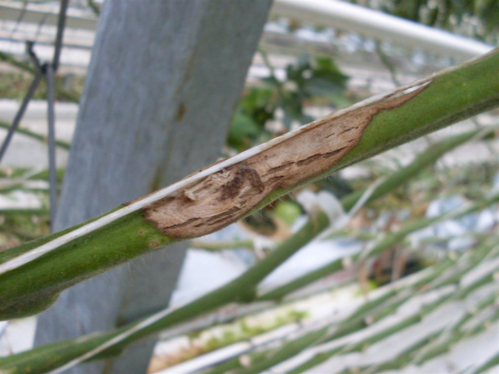 Grey mould - Prevention, Control and Damage