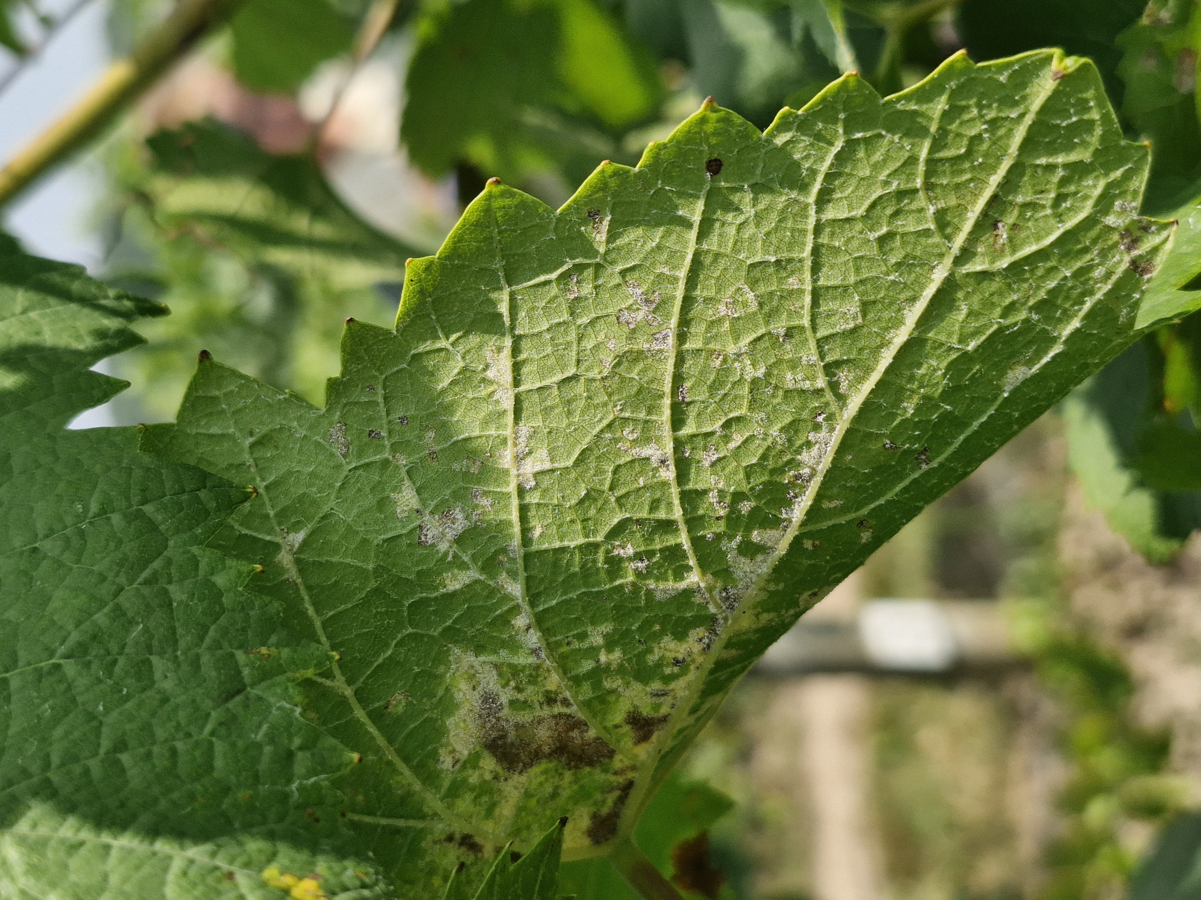 Grape Downy Mildew (Plasmopara viticola) – Biological Control, Symptoms ...