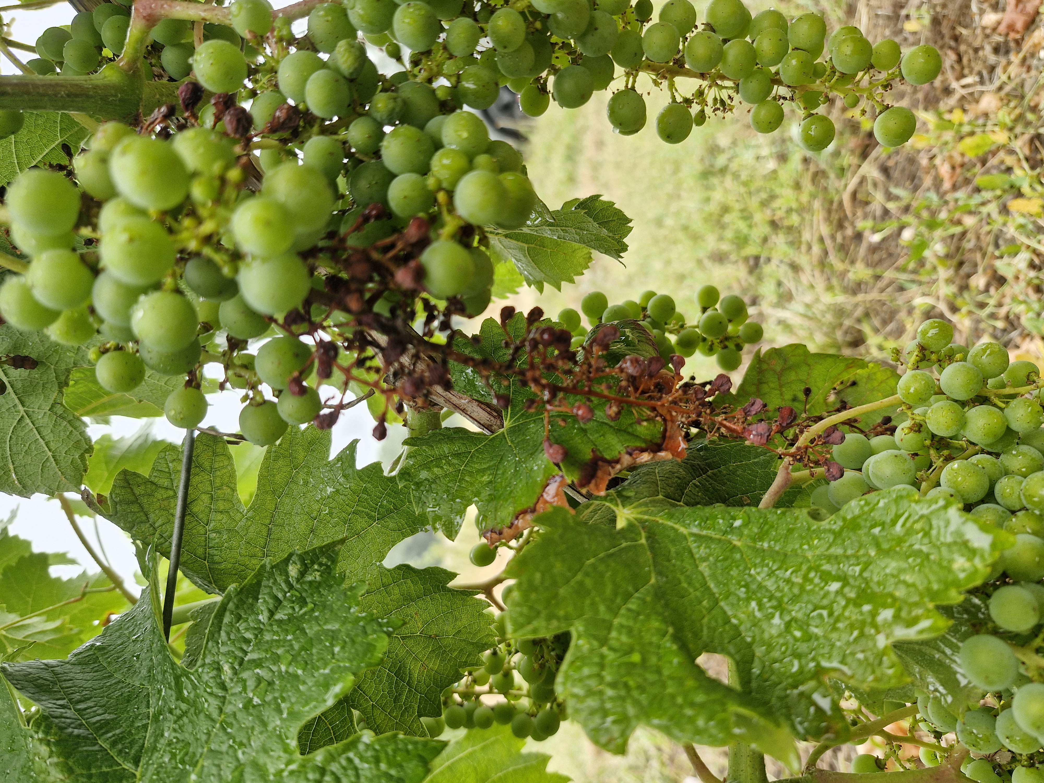 Grape Downy Mildew (Plasmopara viticola) – Biological Control, Symptoms ...