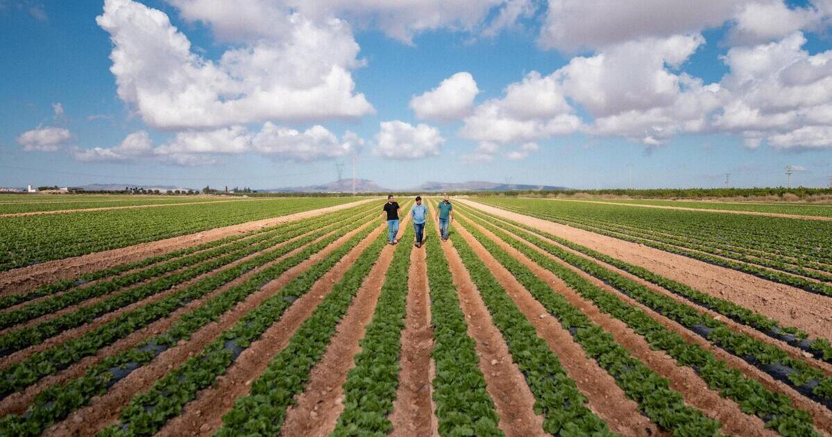 Isarid | Koppert Products